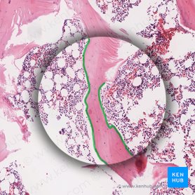 Hueso: Histología, componentes y tipos | Kenhub