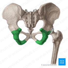 Bones: Anatomy, function, types and clinical aspects | Kenhub