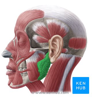 Salivary glands: Overview, anatomy, clinical aspects | Kenhub