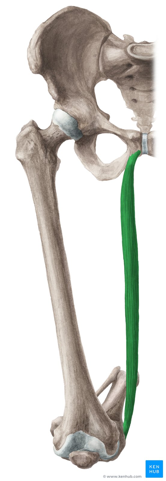gracilis-origins-insertions-innervation-and-action-kenhub