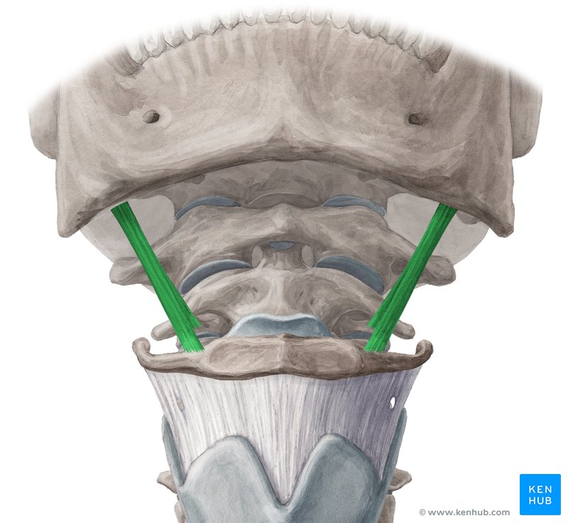 Stylohyoid: Origin, insertion, innervation and action | Kenhub
