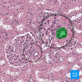 Riñón: Estructura del riñón y nefrona, funciones | Kenhub