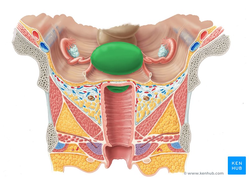 reproductive system female function