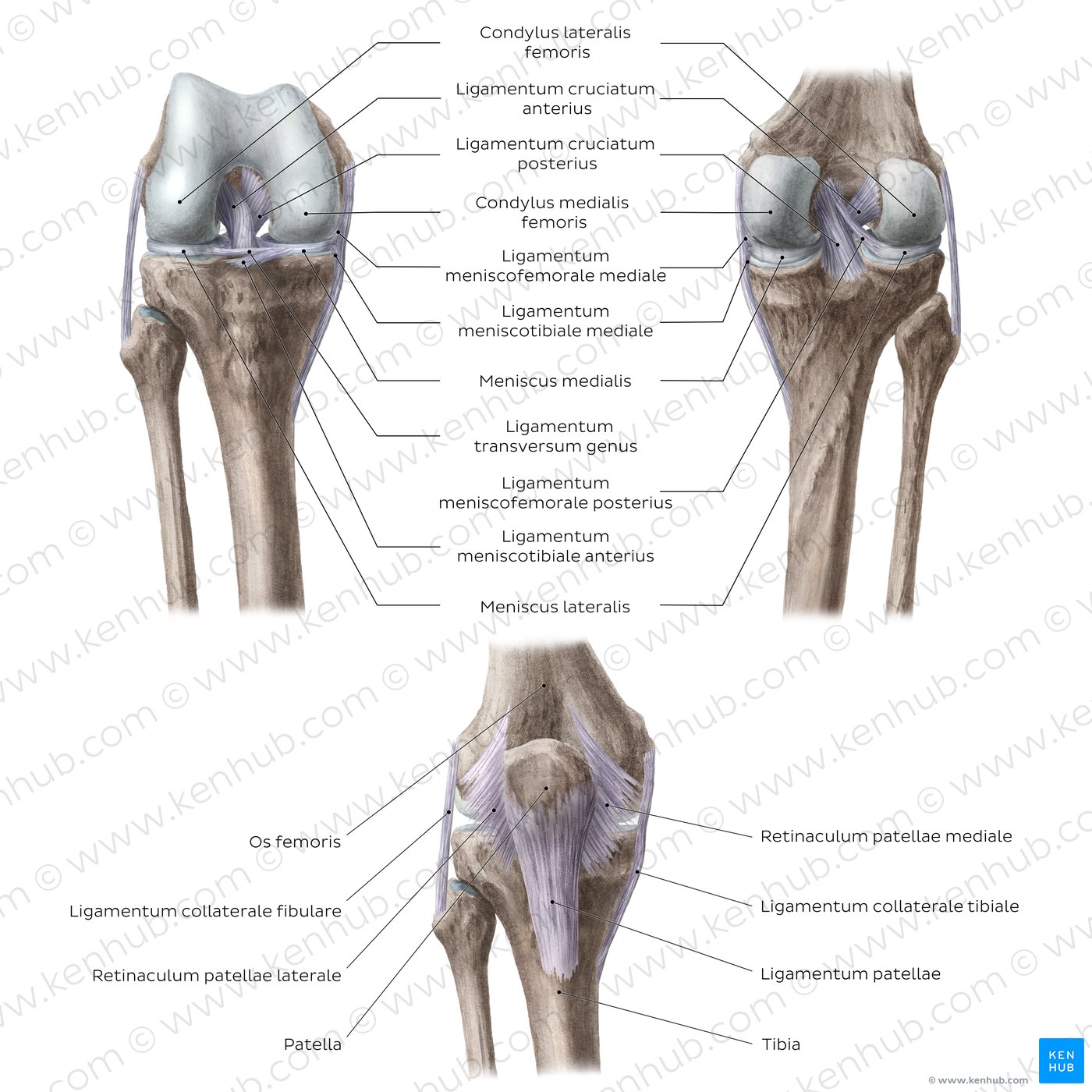 Knubbelige knie muskelabbau, Was können die Ursachen von Knieschmerzen ...