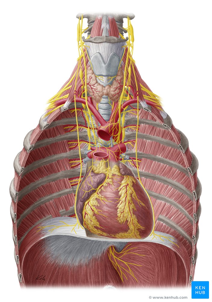 Innervation of the heart: Sympathetic and parasympathetic | Kenhub