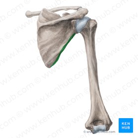 Scapula (Schulterblatt) - Anatomie, Aufbau und Musklen | Kenhub