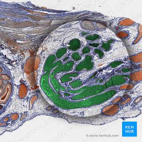 Pampiniform plexus: Anatomy, tributaries, drainage | Kenhub