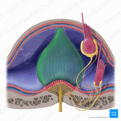 Internal ear anatomy: Cochlea, vestibule & canals | Kenhub