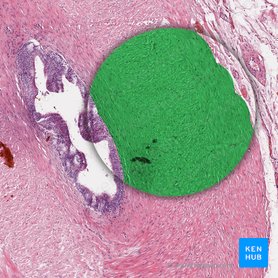 Muskelgewebe - Aufbau, Arten und Funktion | Kenhub