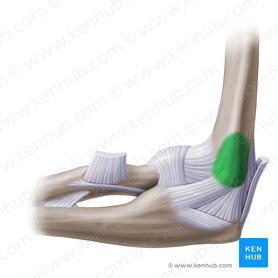 Medial epicondyle of humerus: Anatomy and function | Kenhub