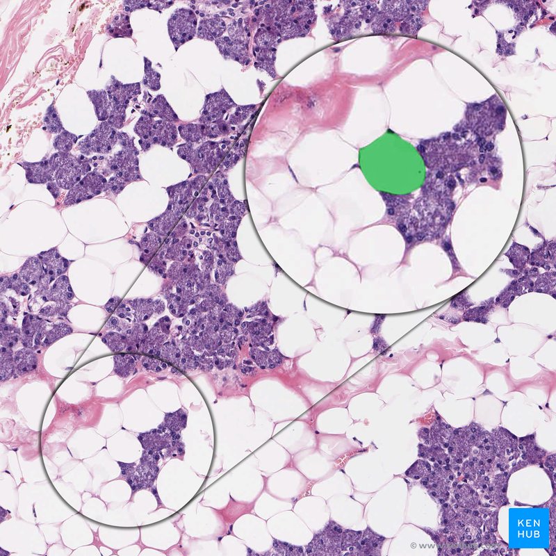 Adipozyten: Anatomie, Histologie und Funktion | Kenhub
