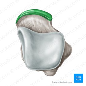 Talus - Anatomie, Sprunggelenke & Klinik | Kenhub