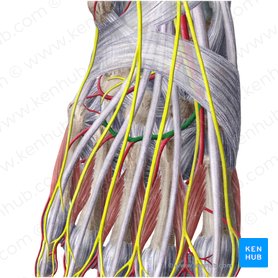 Dorsalis pedis artery: Anatomy, branches, supply | Kenhub