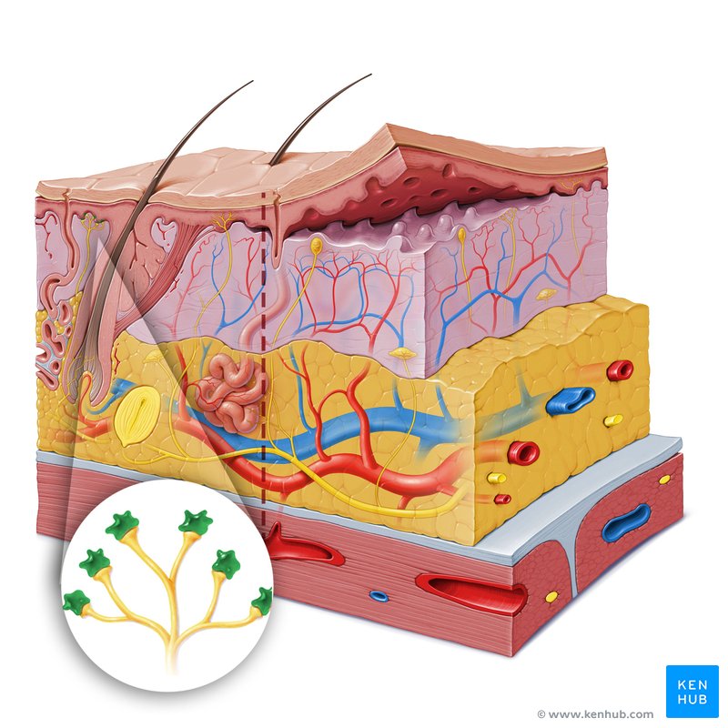 Merkel cells: location, structure, function | Kenhub