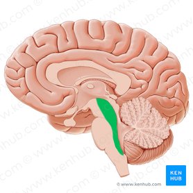 Tectum and tegmentum: Anatomy, structure and function | Kenhub