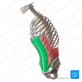 Inguinal ligament: Attachments, function and relations | Kenhub