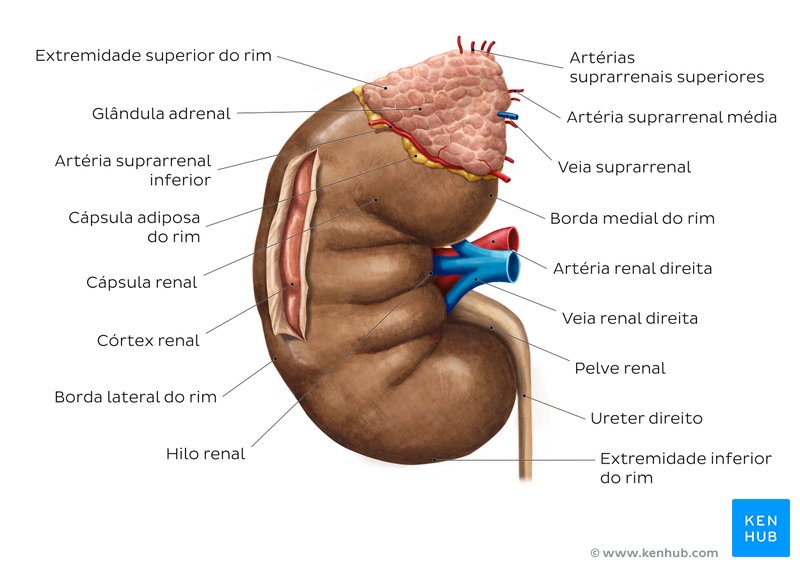 Rins, ureteres e glândulas adrenais: Anatomia e funções | Kenhub