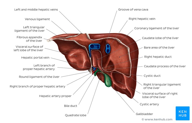 Liver and gallbladder: Anatomy, location and functions | Kenhub