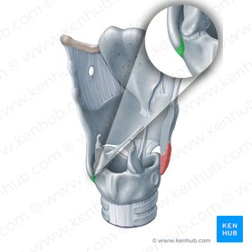 Cricothyroid: Origins, insertions, innervation and action | Kenhub