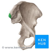 Posterior superior iliac spine: Anatomy and function | Kenhub