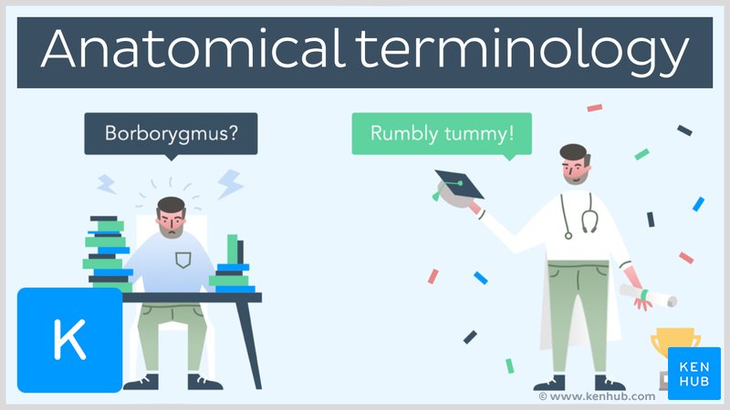 Anatomical and medical terminology | Kenhub