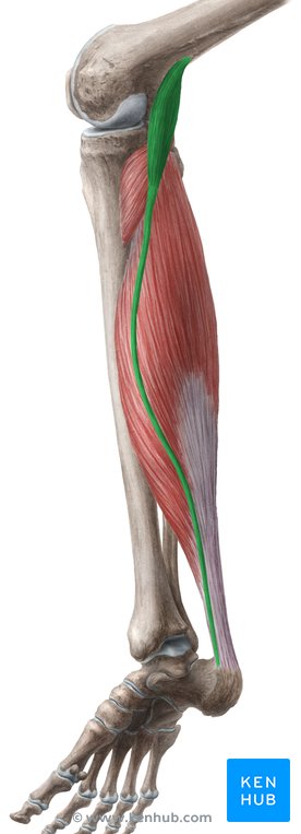 Musculus plantaris - Anatomie, Versorgung und Funktion | Kenhub