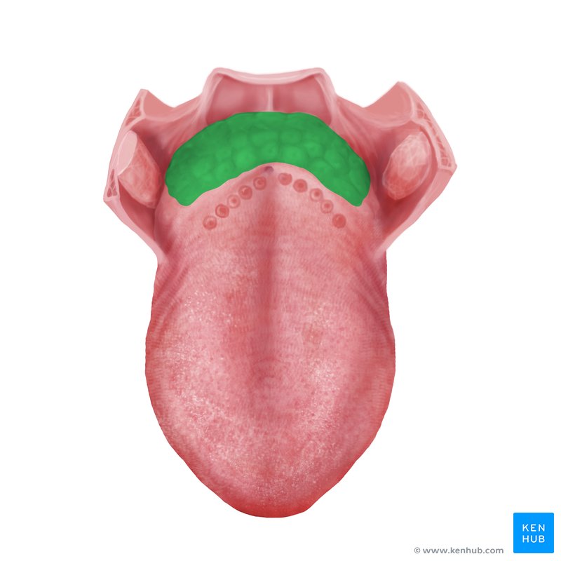 Lingual Tonsils Model