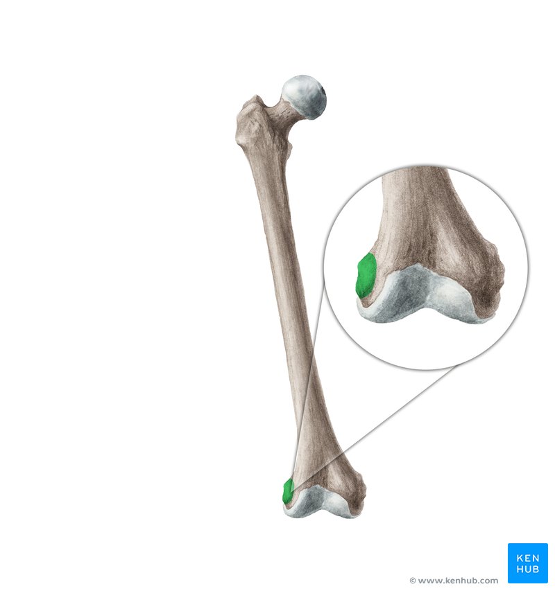Lateral epicondyle of the femur: anatomy and structure | Kenhub
