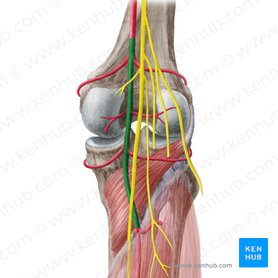 Popliteal artery: Anatomy, branches, location and course | Kenhub