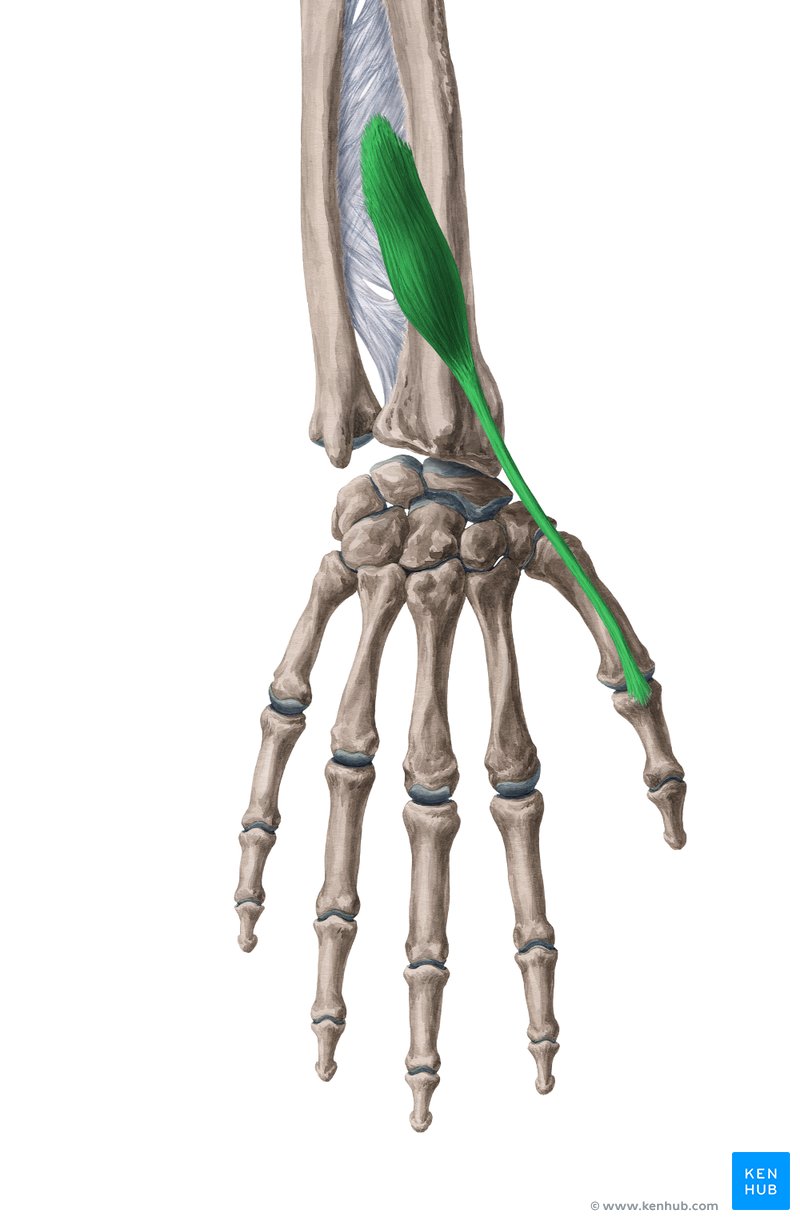 Extensor curto do polegar: origem, inserção, ação | Kenhub