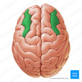 Frontal lobe: Anatomy, function and clinical relations | Kenhub