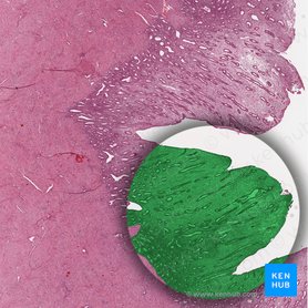 Endometrium: anatomy, structure and function. | Kenhub