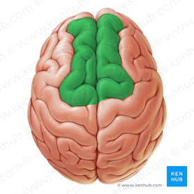 Cerebral cortex: Structure and functions | Kenhub