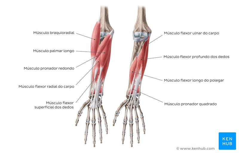 Antebraço e cotovelo - Anatomia, músculos, ossos | Kenhub