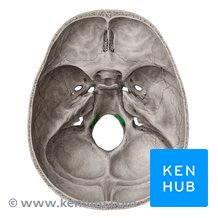 hypoglossal canal function