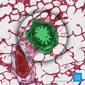 Bronchi: Anatomy, function and histology | Kenhub