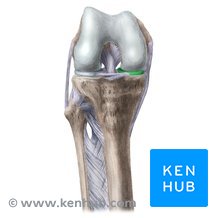 Medial meniscus: Anatomy, structure and function | Kenhub
