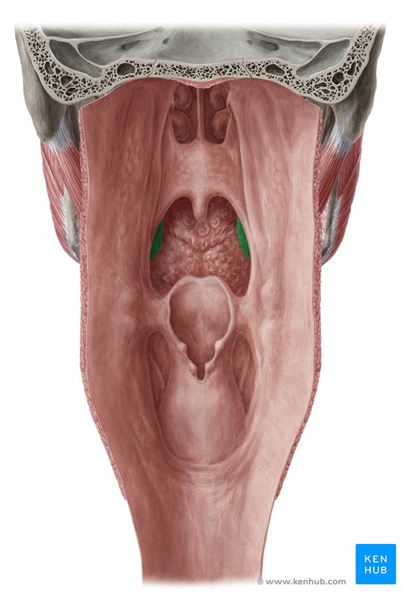 pharynx tonsil