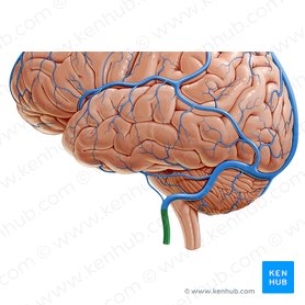 Internal jugular vein: Origin, course, drainage, JVP | Kenhub