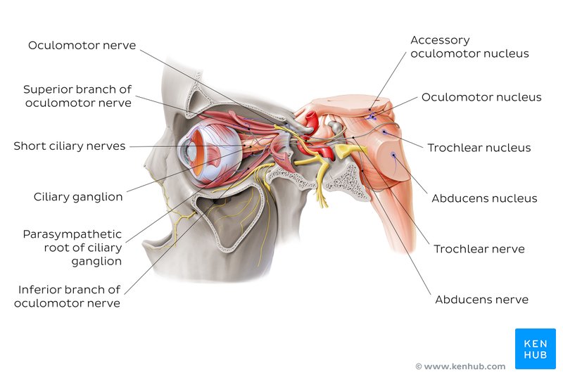 Cranial Nerves Examination Trochlear And Abducens Nerves Kenhub