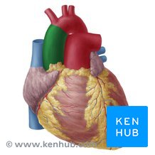 Ascending aorta: anatomy, course and function | Kenhub