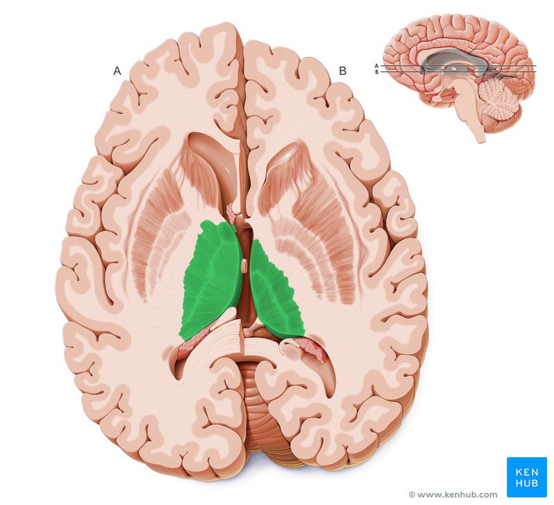 Thalamus - Anatomie, Aufbau, Lage und Funktion | Kenhub