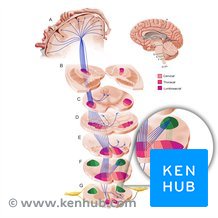 corticospinal tract pathway function
