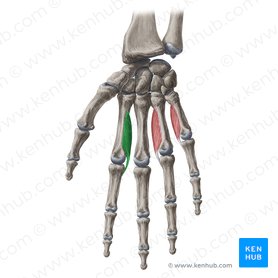 Palmar interossei: Origin, insertion, action, innervation | Kenhub