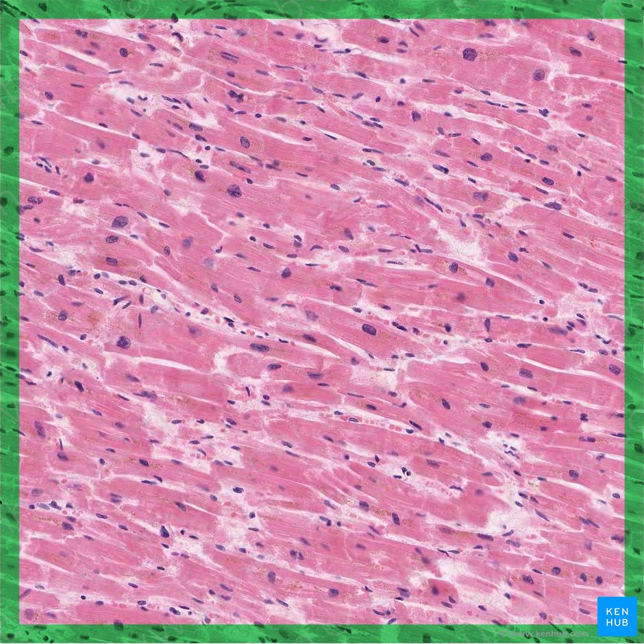 Muskelgewebe - Aufbau, Arten und Funktion | Kenhub