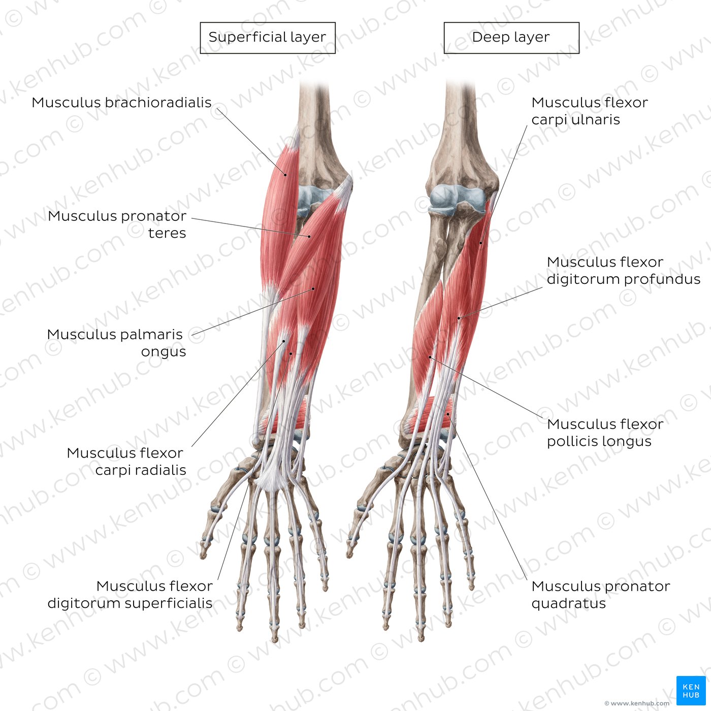 Musculus Flexor Pollicis Longus Anatomie And Funktion Kenhub Images The Best Porn Website