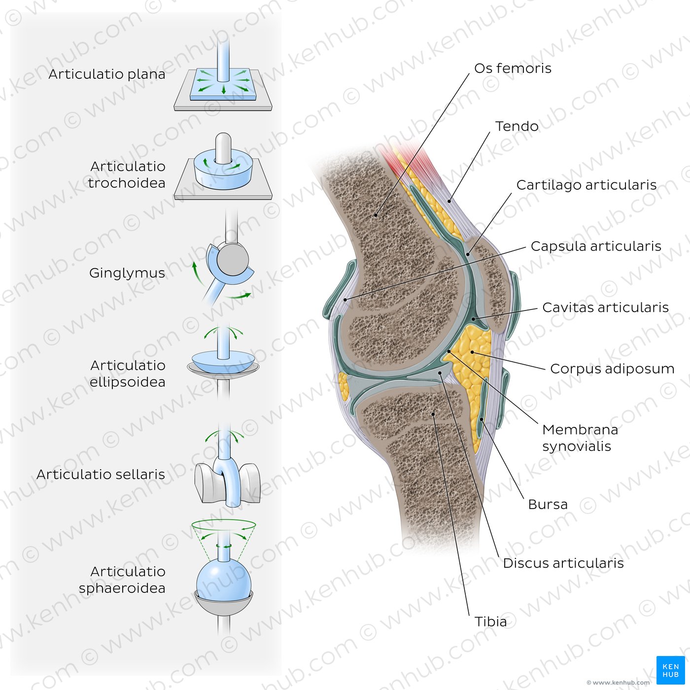 Anatomische Terminologie: Fachbegriffe leicht gemacht | Kenhub