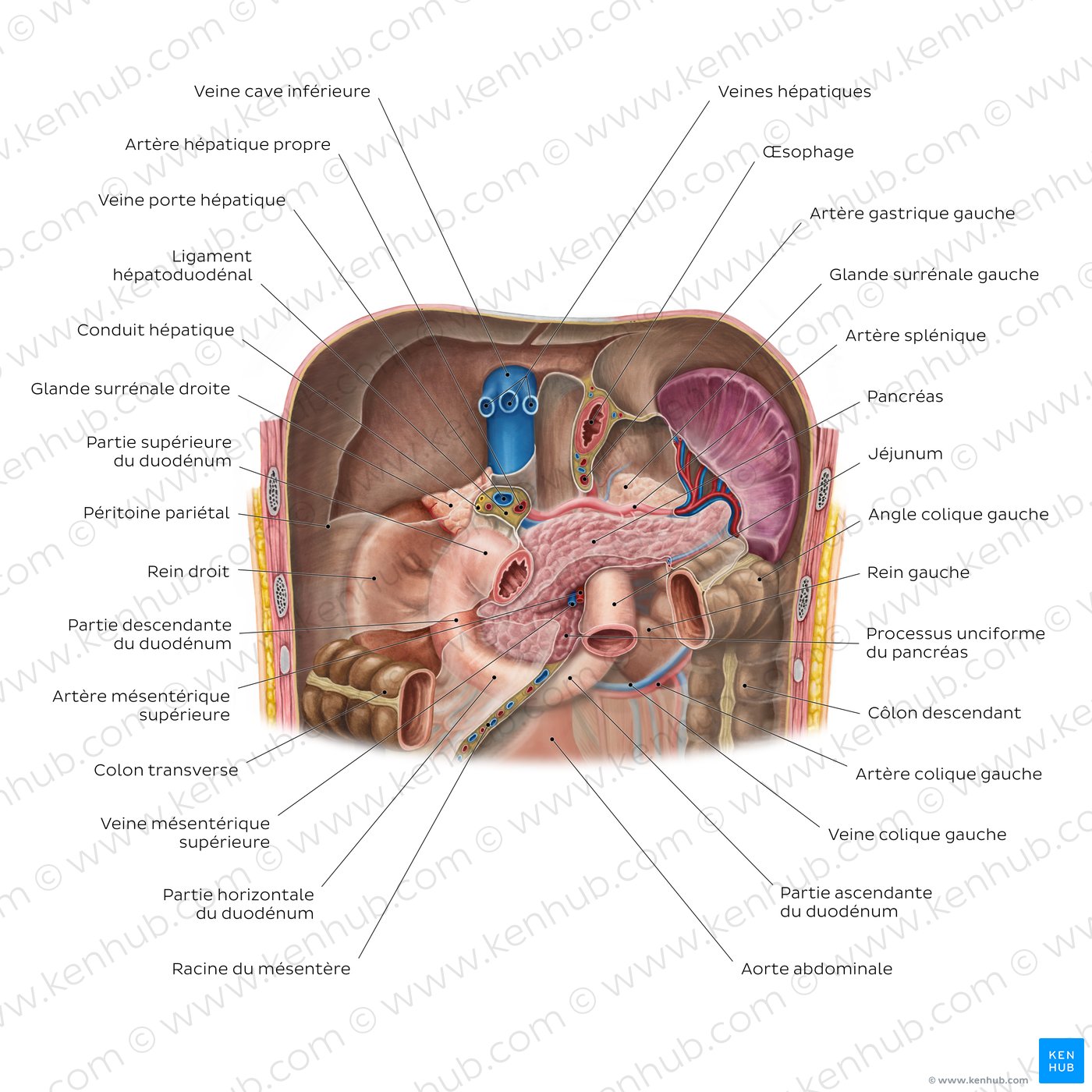Anatomie, fonctions et structure interne | Kenhub