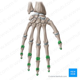 Phalanges of the hand: Anatomy and function | Kenhub