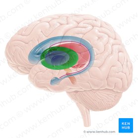 Basal ganglia: Gross anatomy and function | Kenhub